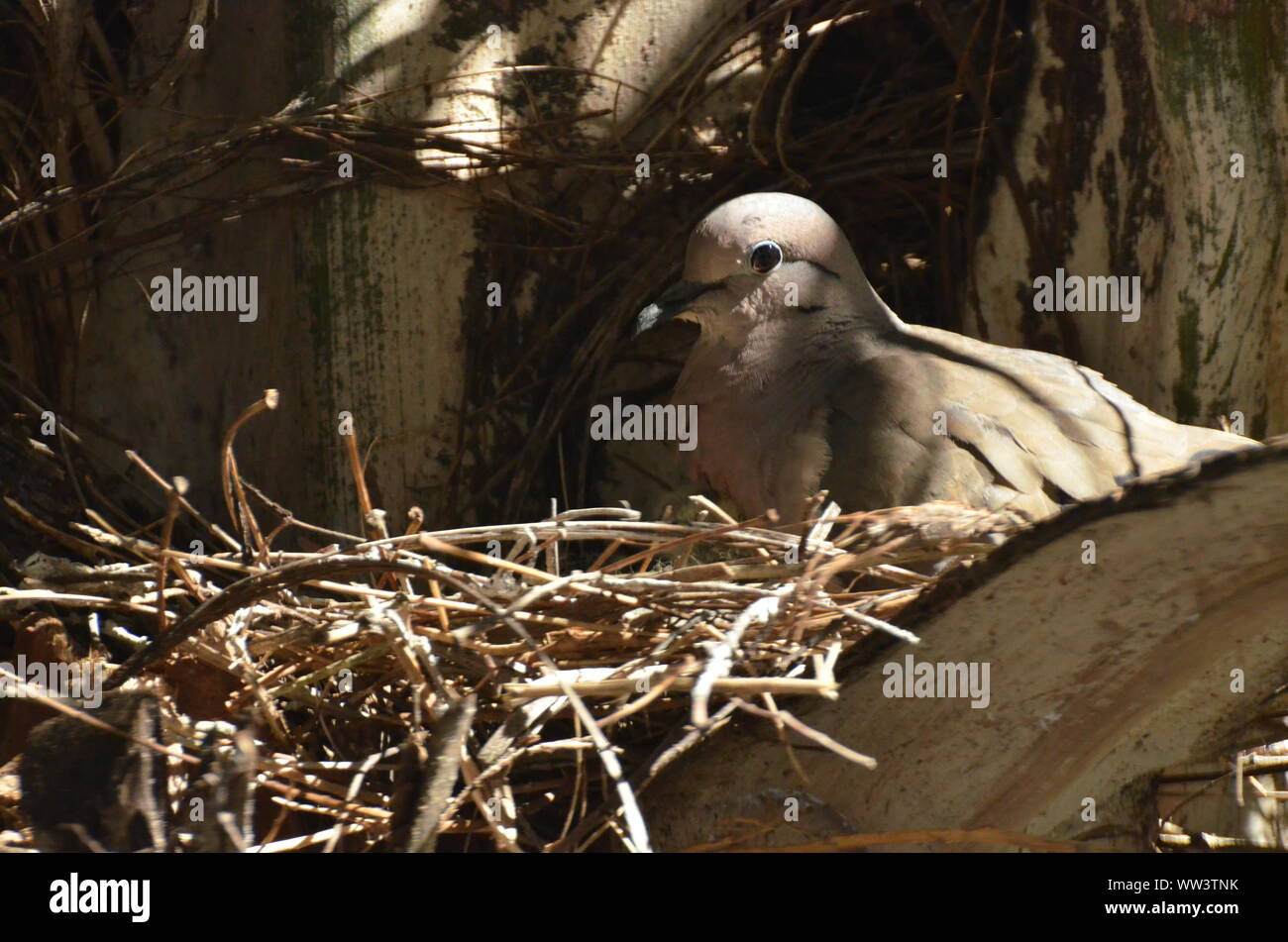 Bird nurturing and feeding baby birds Stock Photo - Alamy