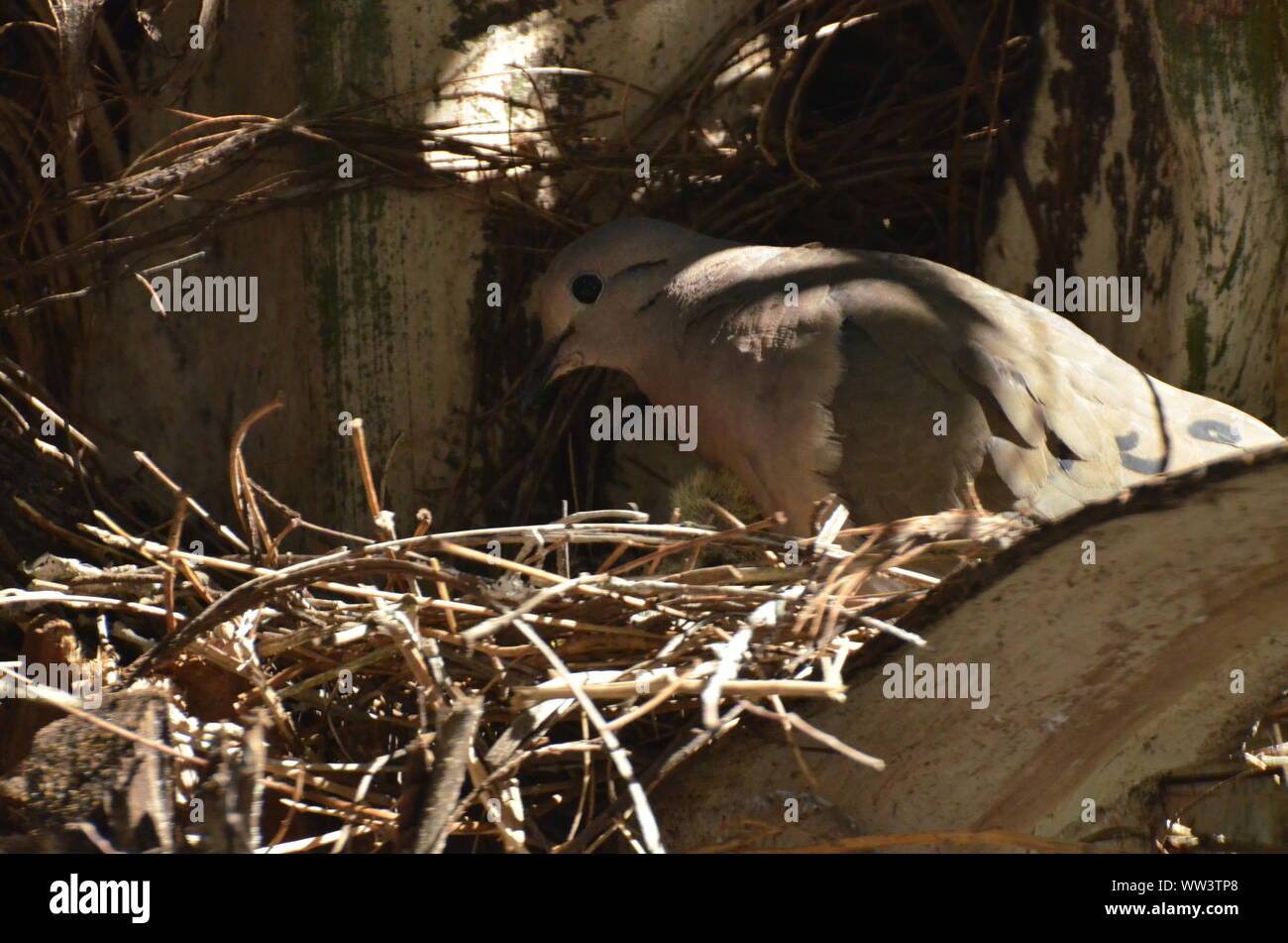 Bird nurturing and feeding baby birds Stock Photo - Alamy