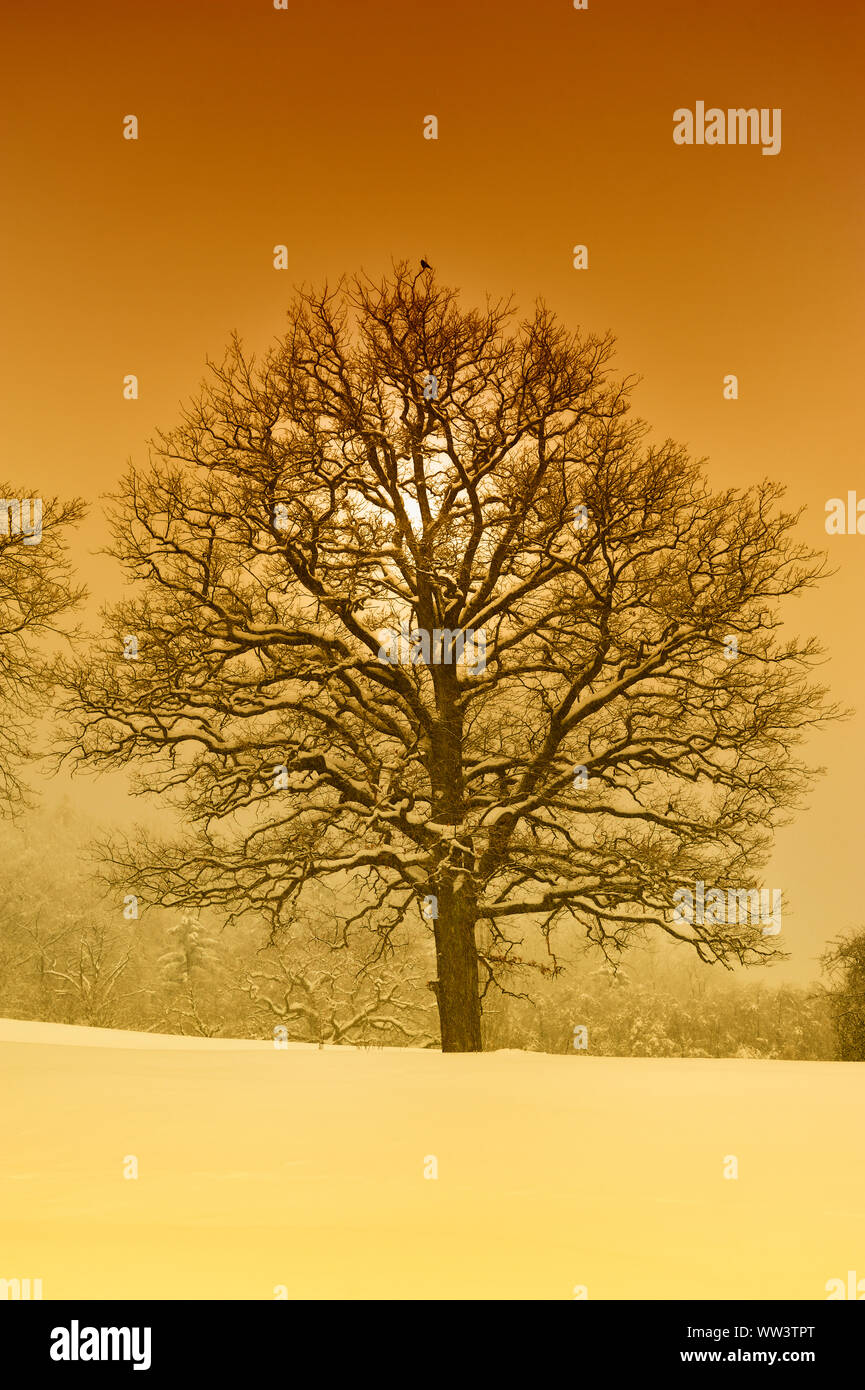 Kunstdruck weisser baum hi-res stock photography and images - Alamy