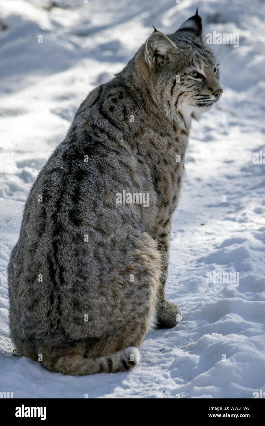 Bobcat. Sitting in snow with back to camera but face looking to the ...