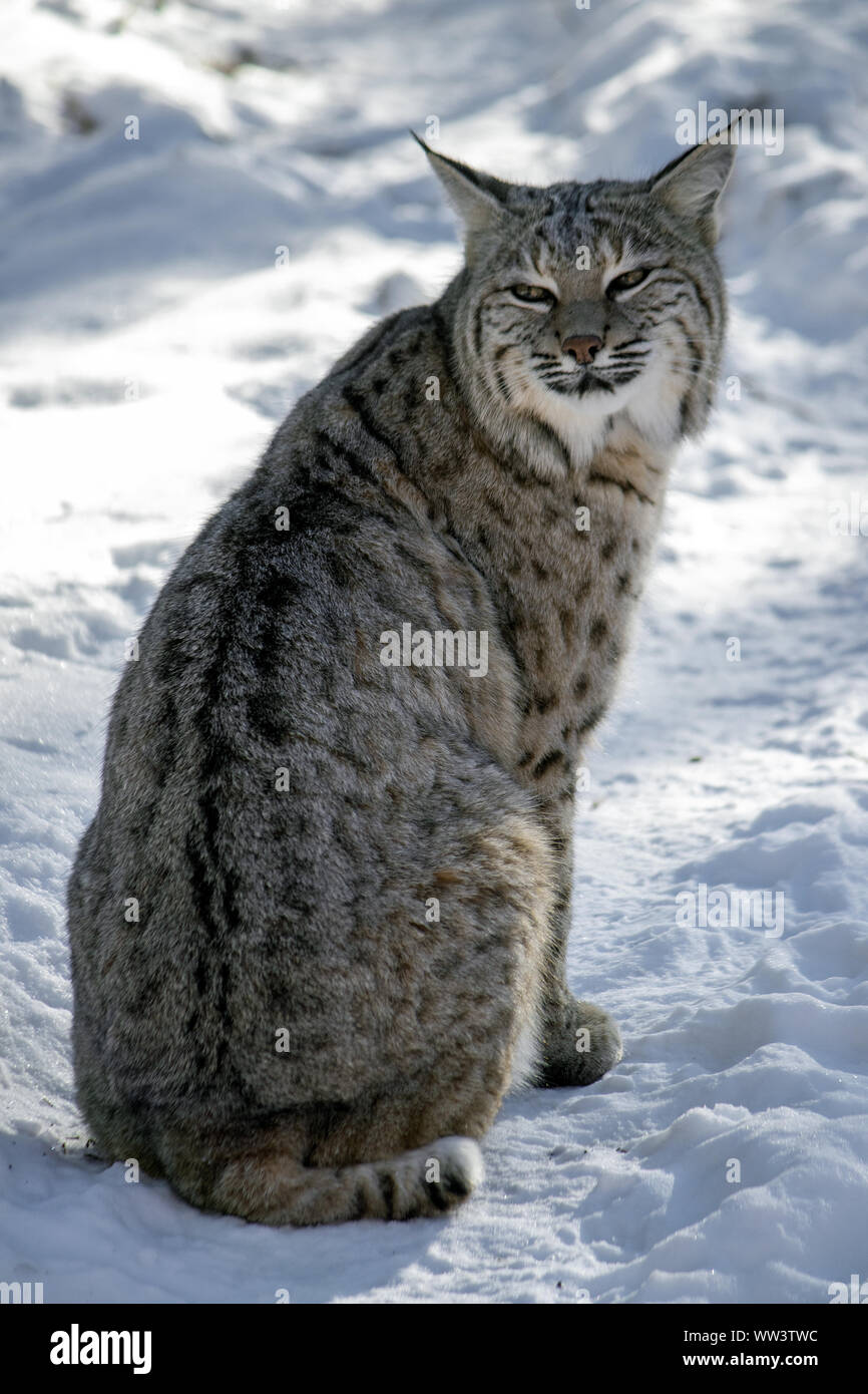 Bobcat. Sitting in snow with back to camera but face looking to the ...