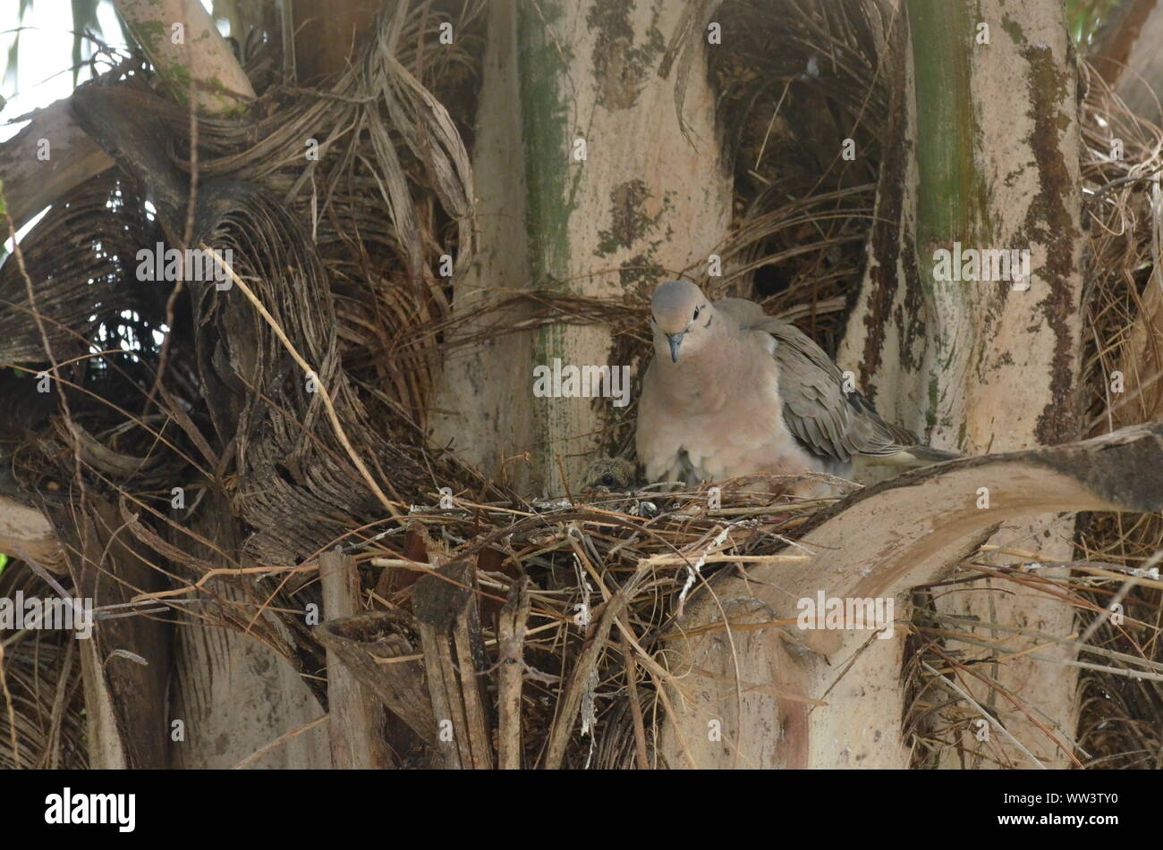 Bird nurturing and feeding baby birds Stock Photo - Alamy