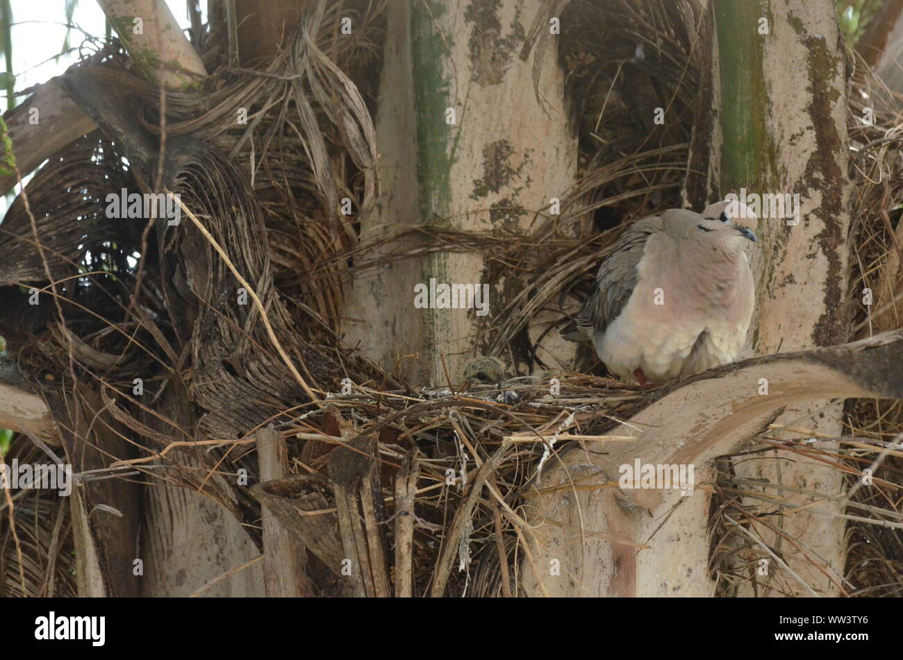 Bird nurturing and feeding baby birds Stock Photo - Alamy