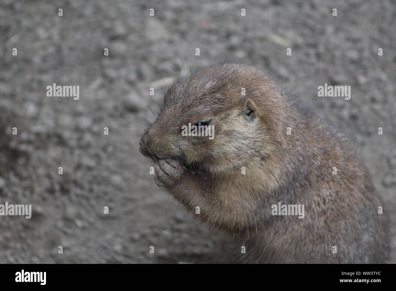 North american gopher hi-res stock photography and images - Alamy