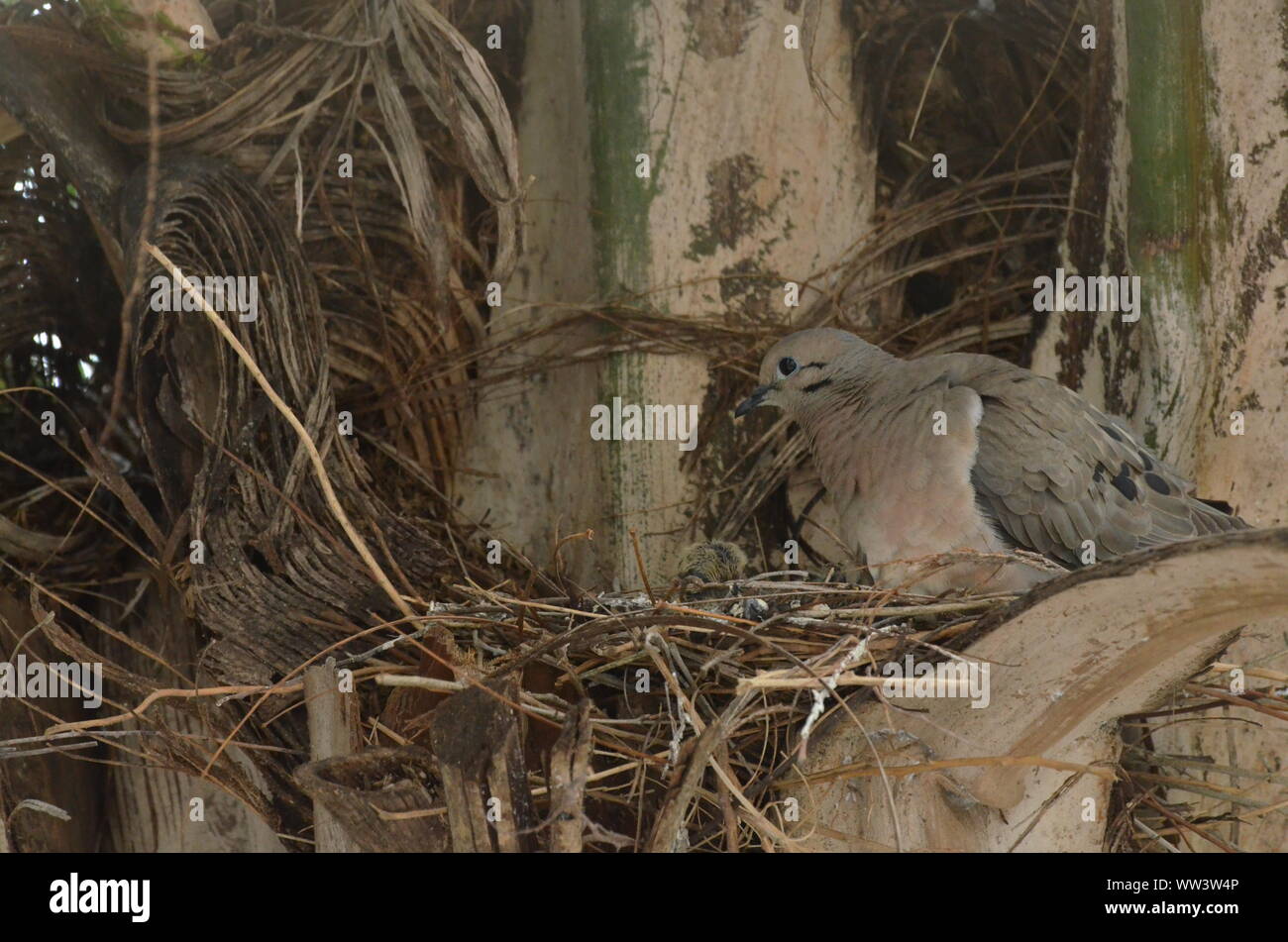 Bird nurturing and feeding baby birds Stock Photo - Alamy