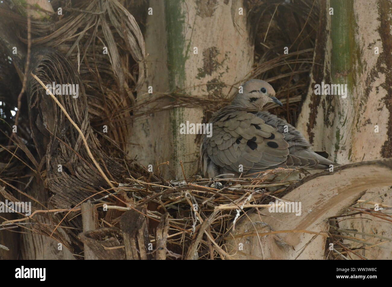Bird nurturing and feeding baby birds Stock Photo - Alamy