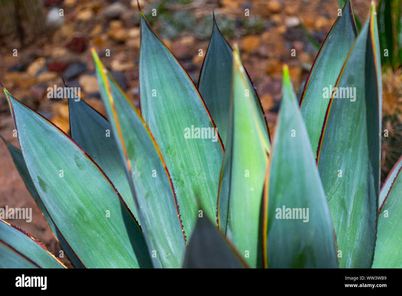 Long slender leaves hi-res stock photography and images - Alamy