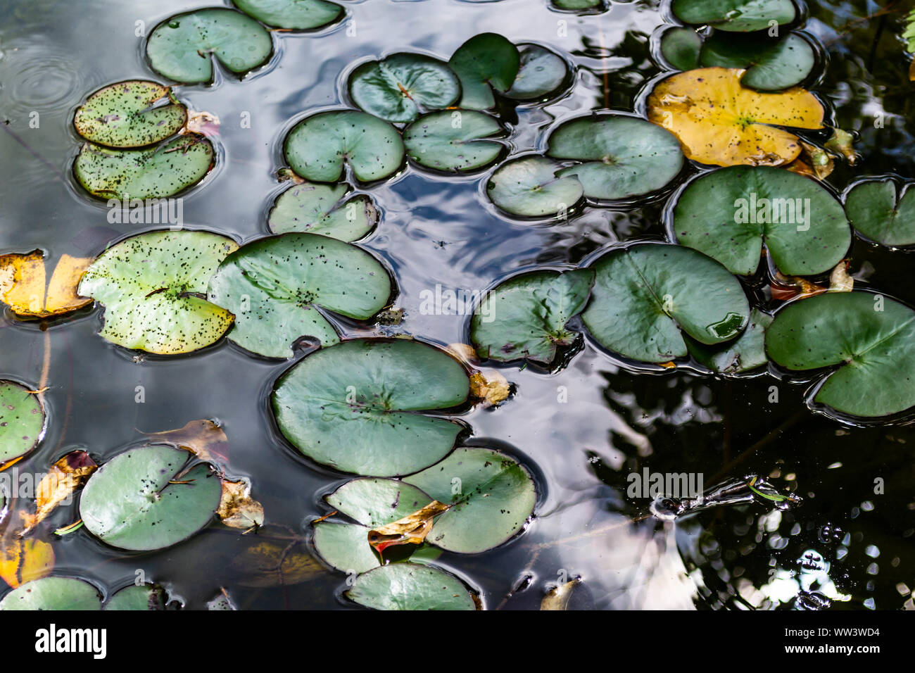 Lily pad cluster hi-res stock photography and images - Alamy