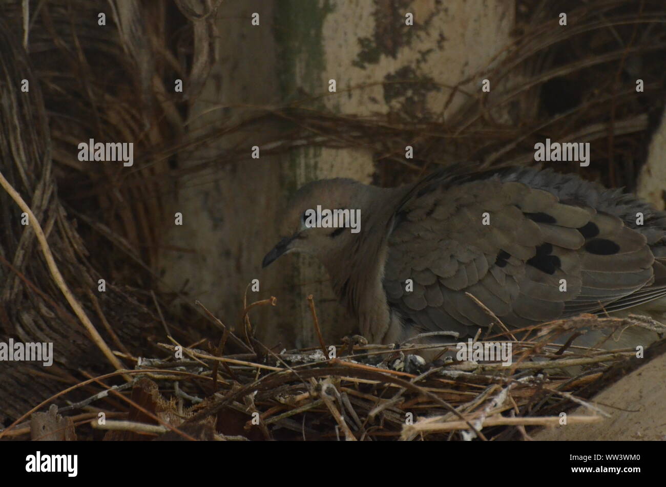 Bird nurturing and feeding baby birds Stock Photo - Alamy