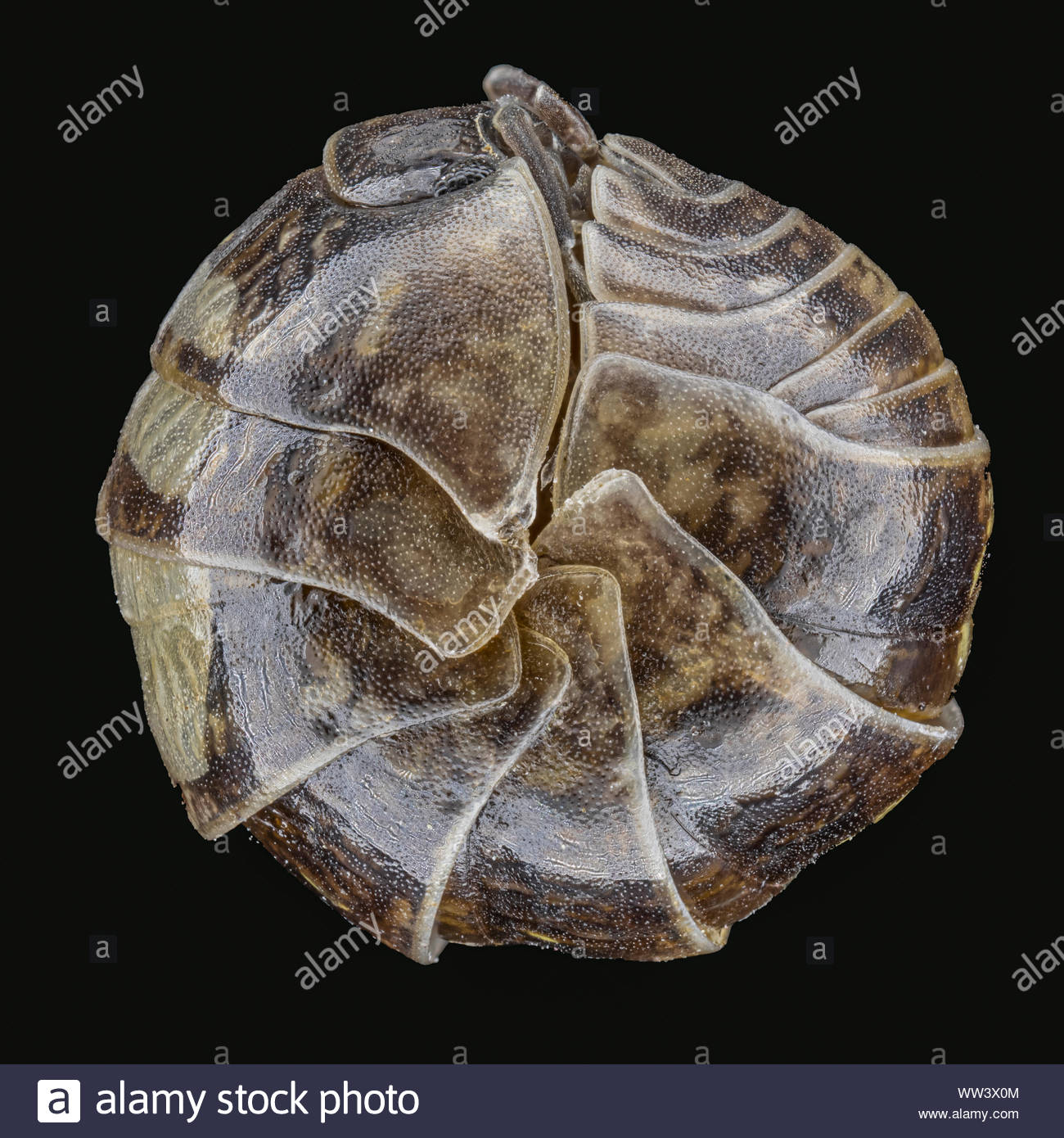 Larva Shell Stock Photos & Larva Shell Stock Images - Alamy