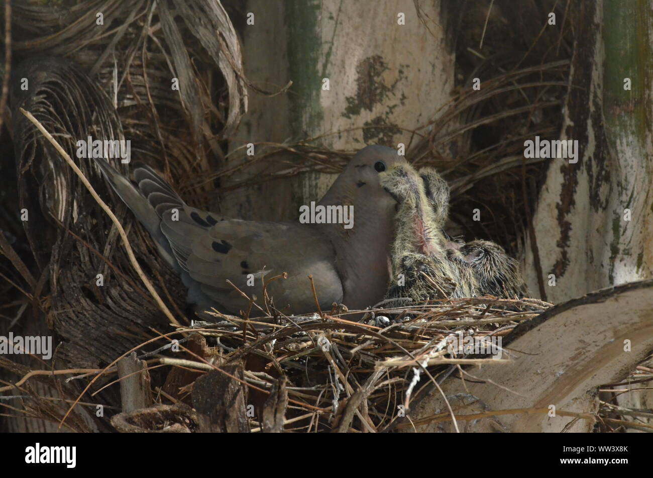 Bird nurturing and feeding baby birds Stock Photo - Alamy
