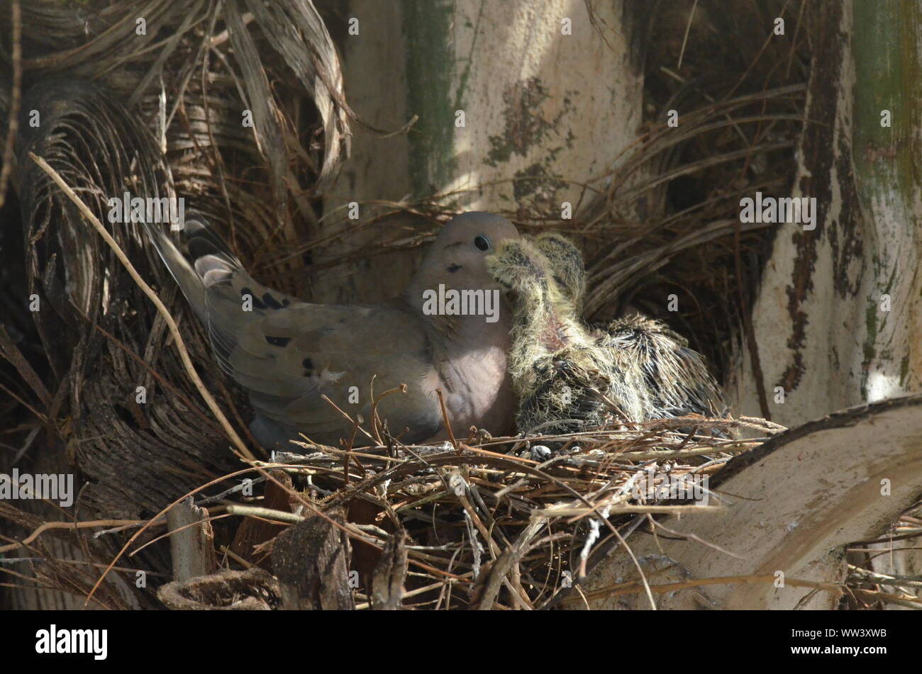 Bird nurturing and feeding baby birds Stock Photo - Alamy