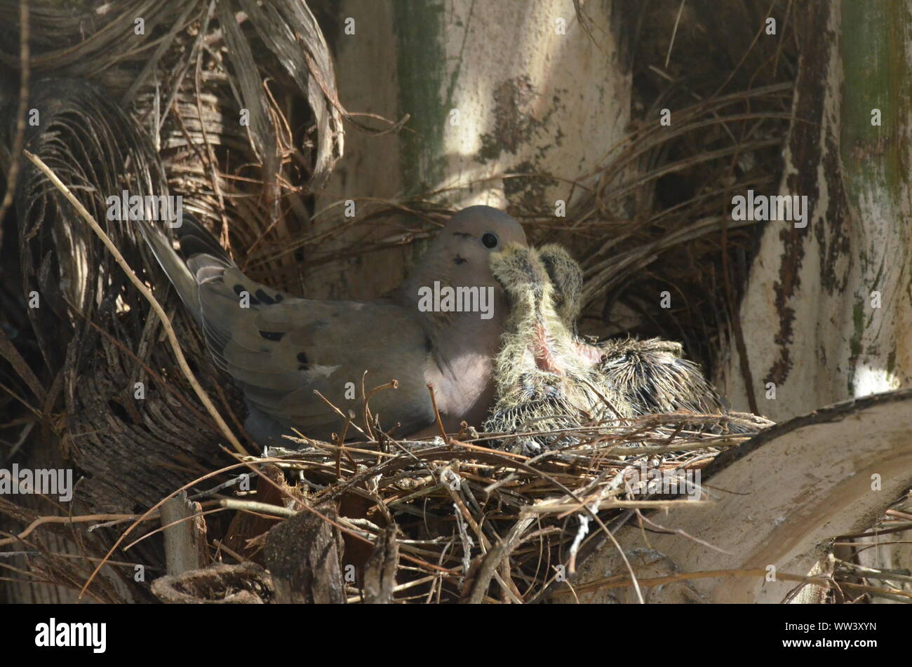 Feeding baby birds hi-res stock photography and images - Alamy