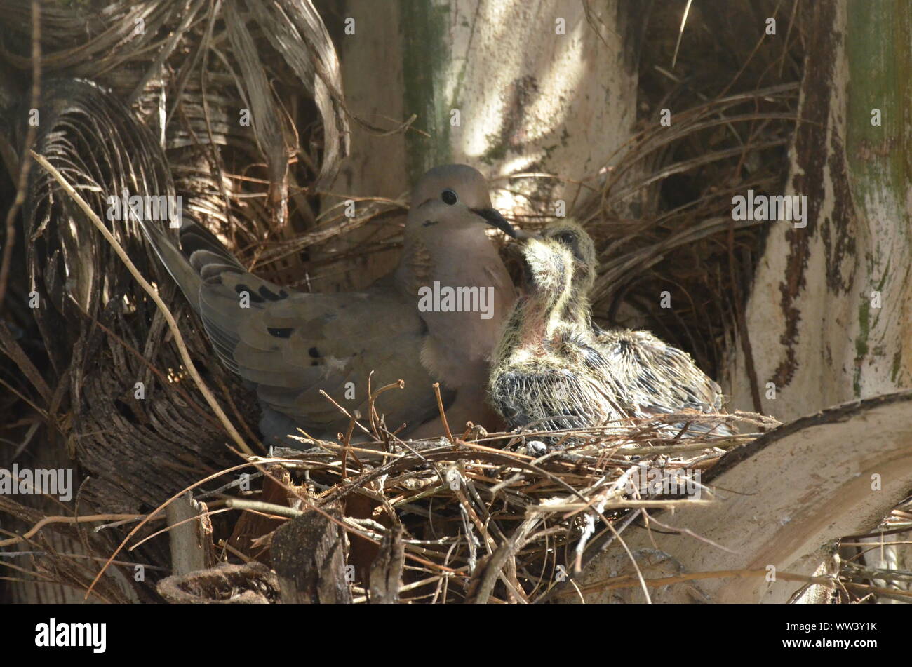 Bird nurturing and feeding baby birds Stock Photo - Alamy
