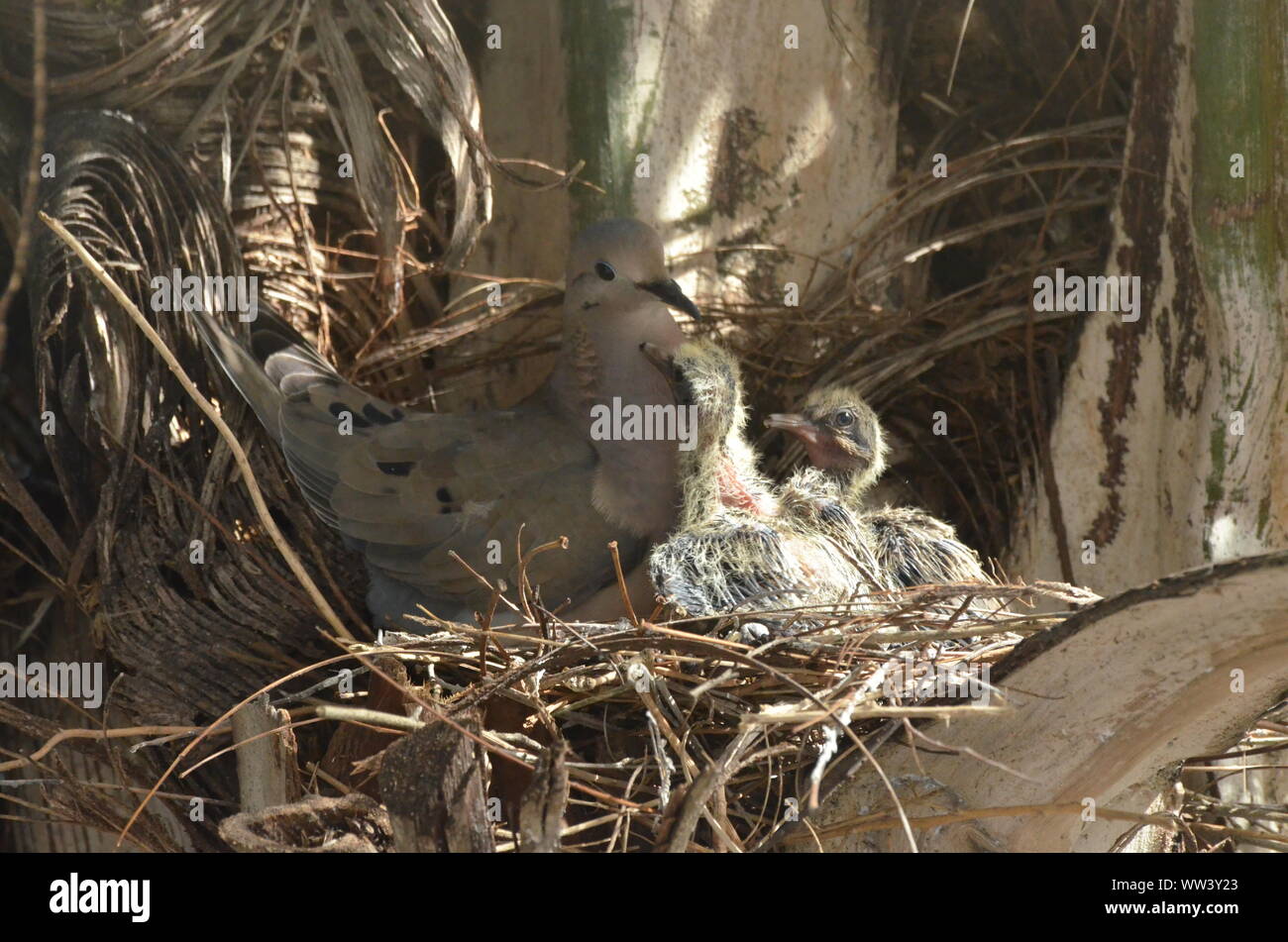 Bird nurturing and feeding baby birds Stock Photo - Alamy
