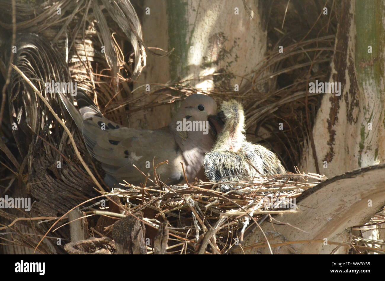Bird nurturing and feeding baby birds Stock Photo - Alamy