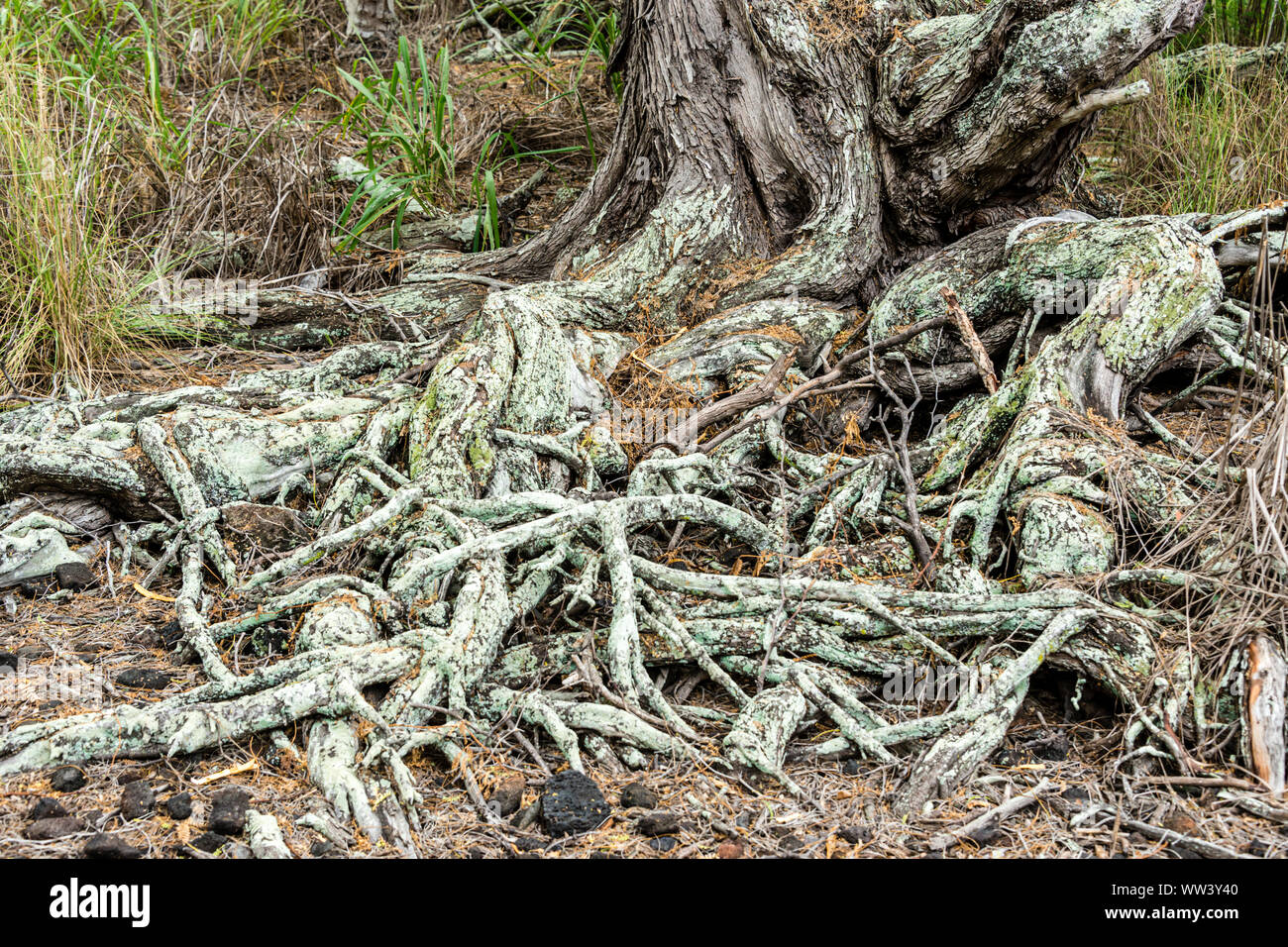 Hawai‘i, the Big Island, North Kona, Kaloko-Honokohau National ...