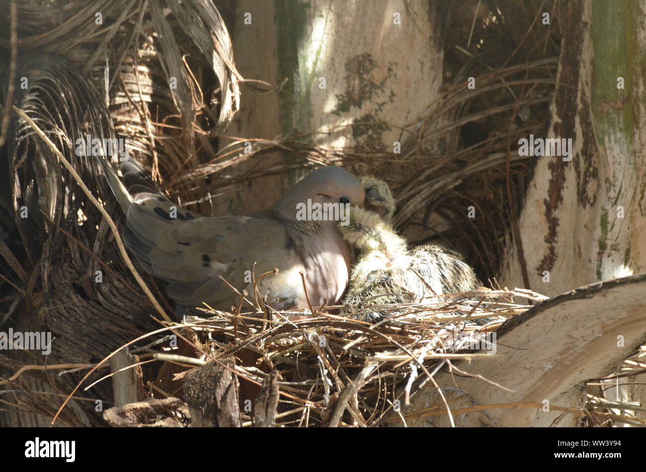 Bird nurturing and feeding baby birds Stock Photo - Alamy