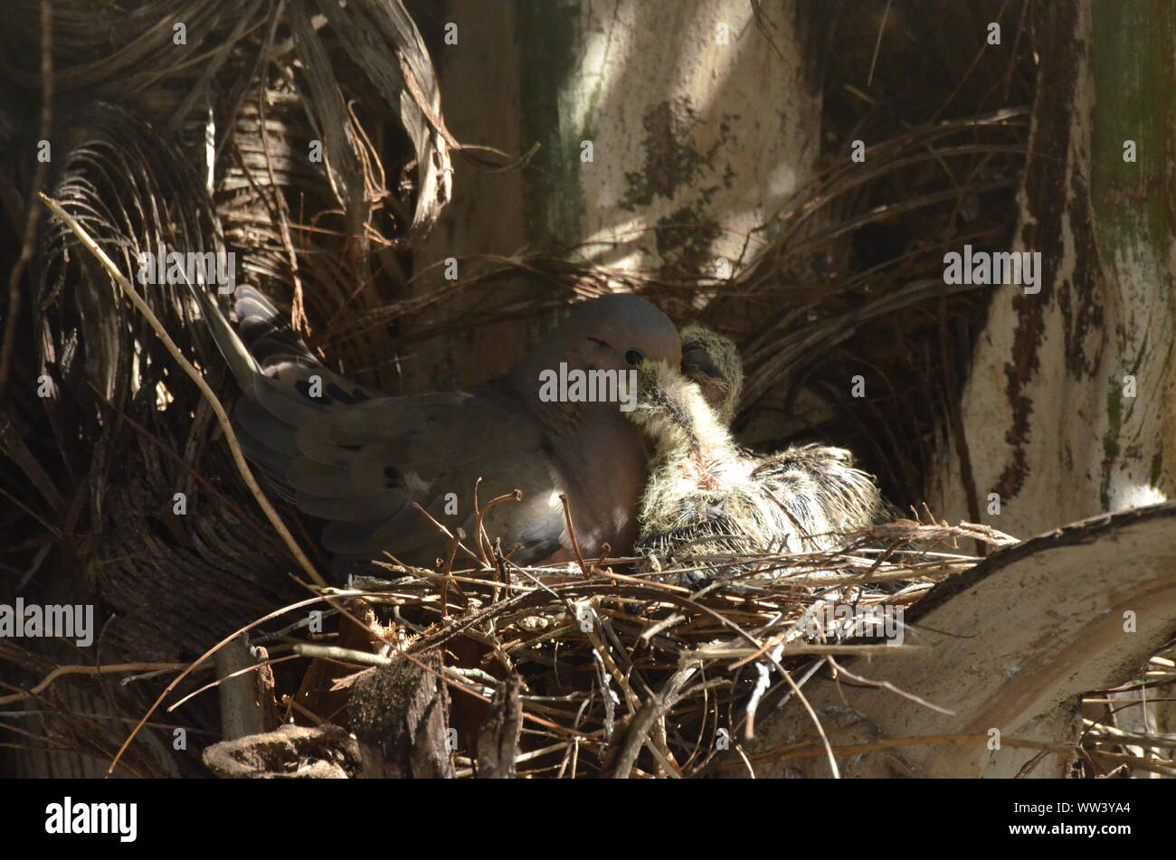 Bird nurturing and feeding baby birds Stock Photo - Alamy