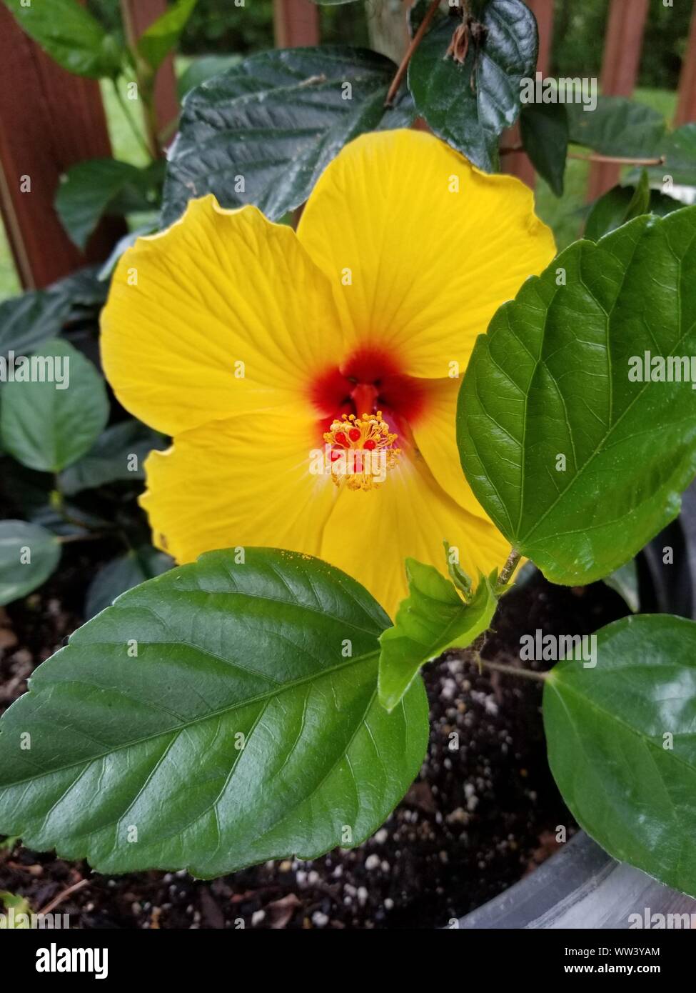 Yellow hydrangea hi-res stock photography and images - Alamy