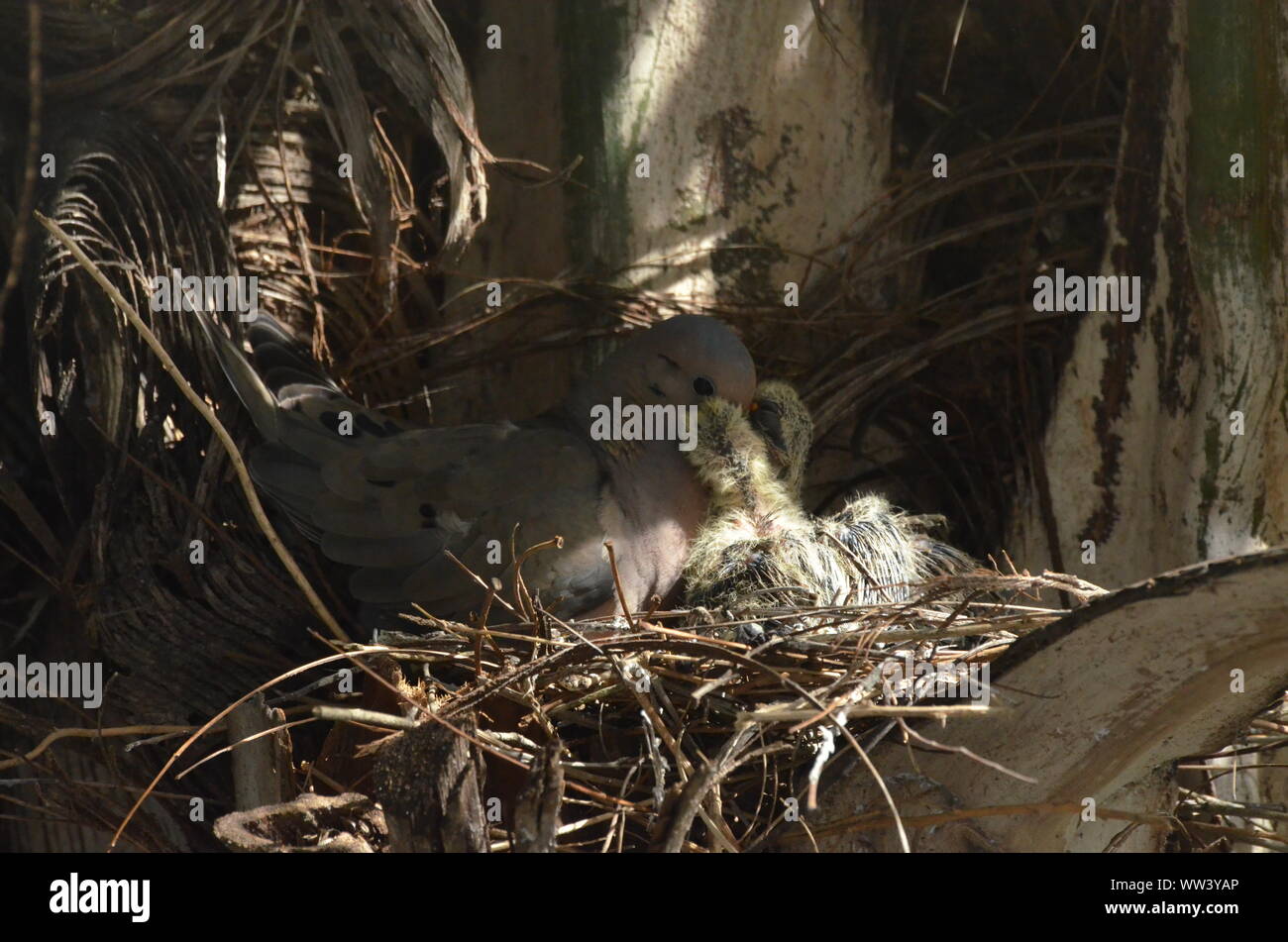 Bird nurturing and feeding baby birds Stock Photo - Alamy