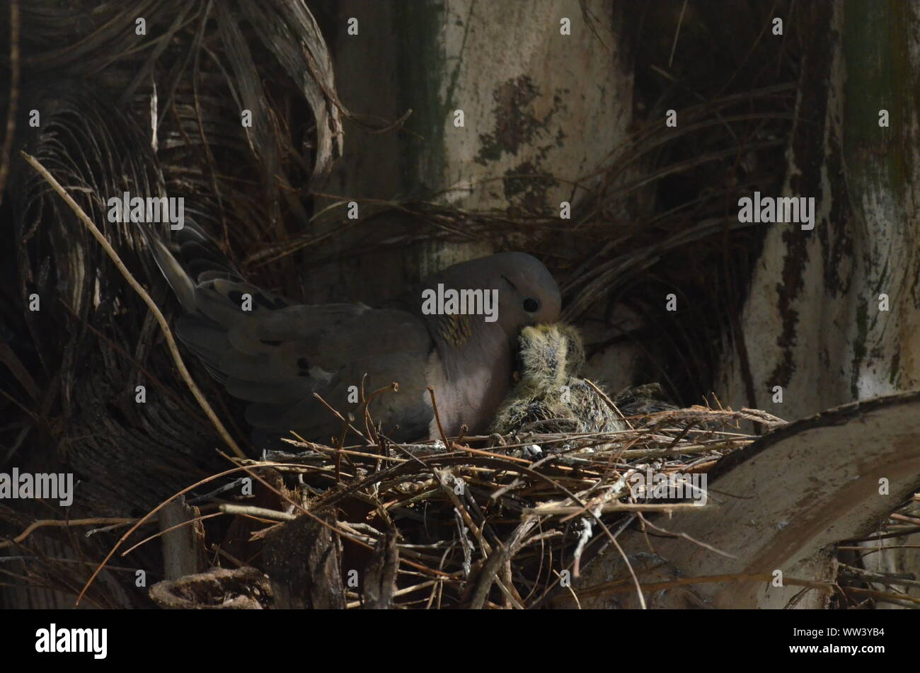 Bird nurturing and feeding baby birds Stock Photo - Alamy