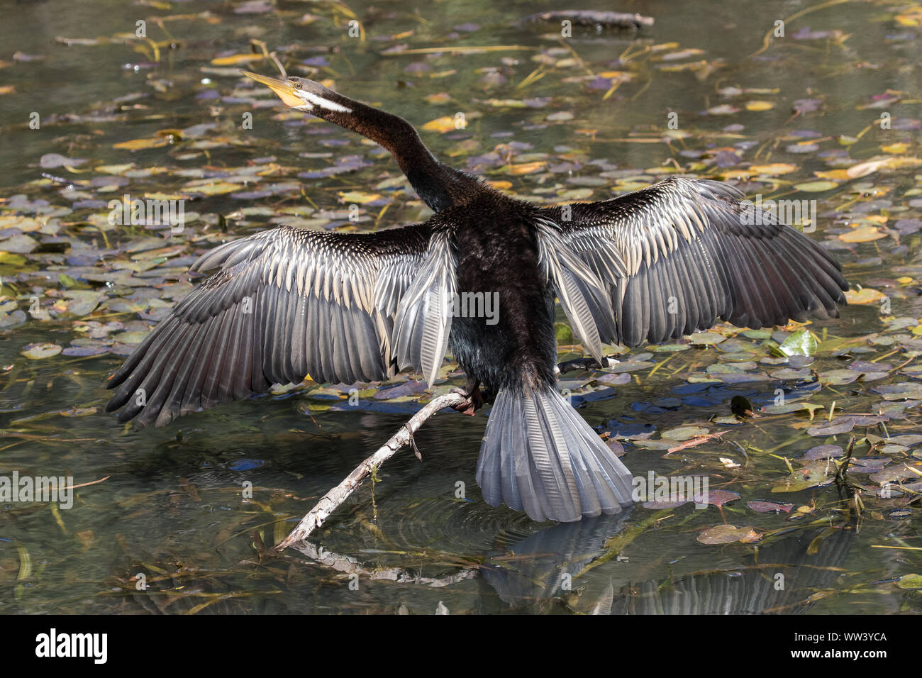 Australian Darter drying wings Stock Photo - Alamy