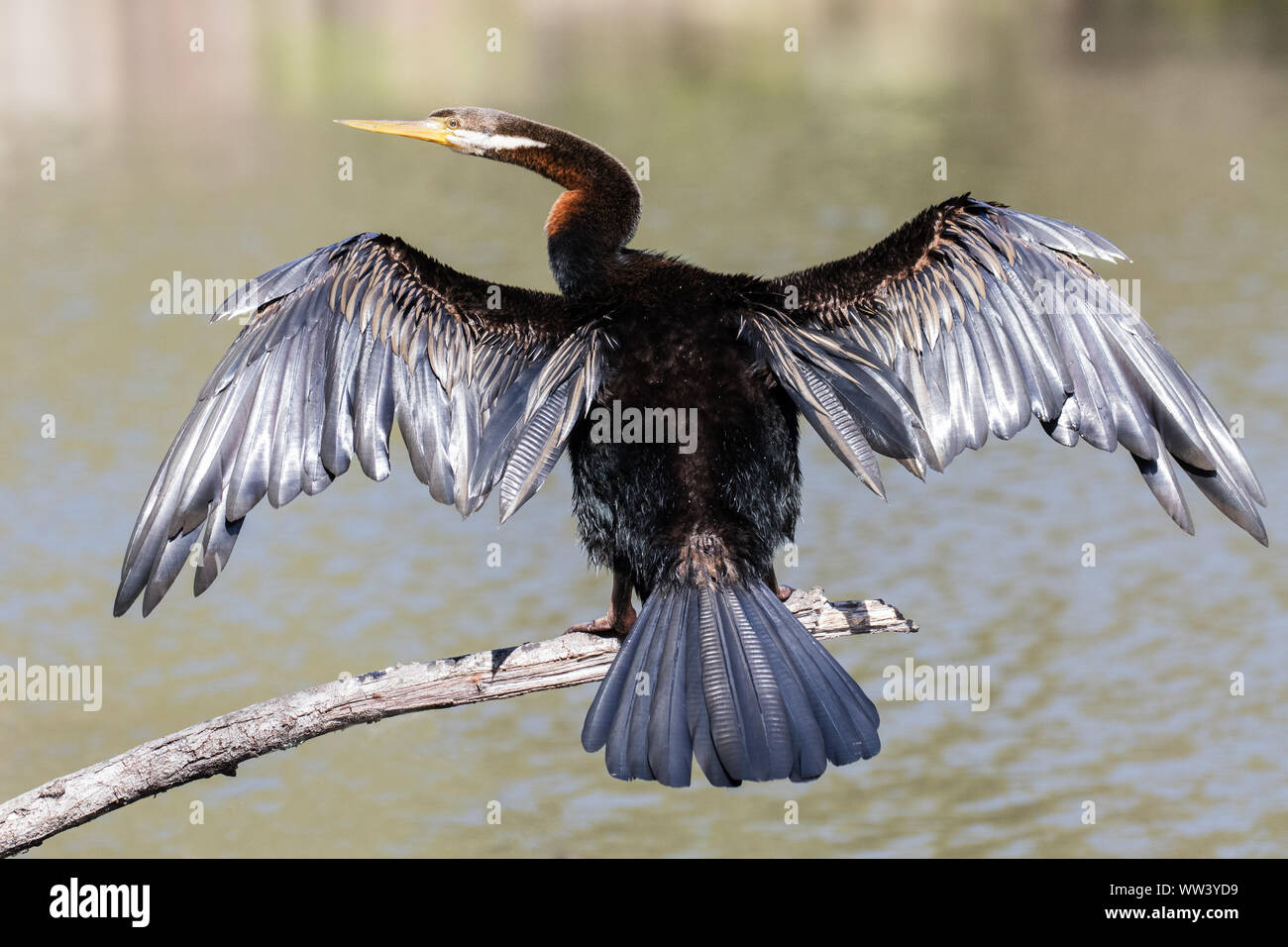 Australian Darter drying wings Stock Photo - Alamy