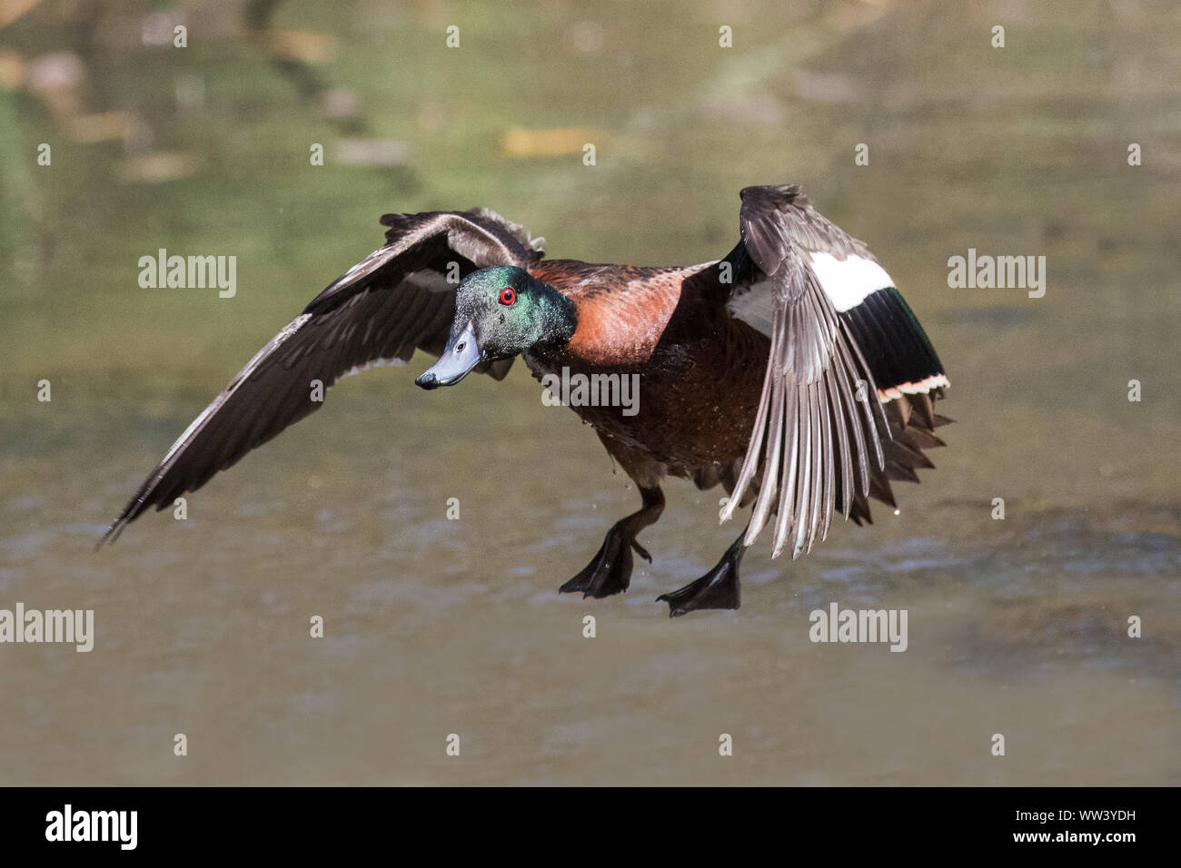 Teal in flight hi-res stock photography and images - Alamy