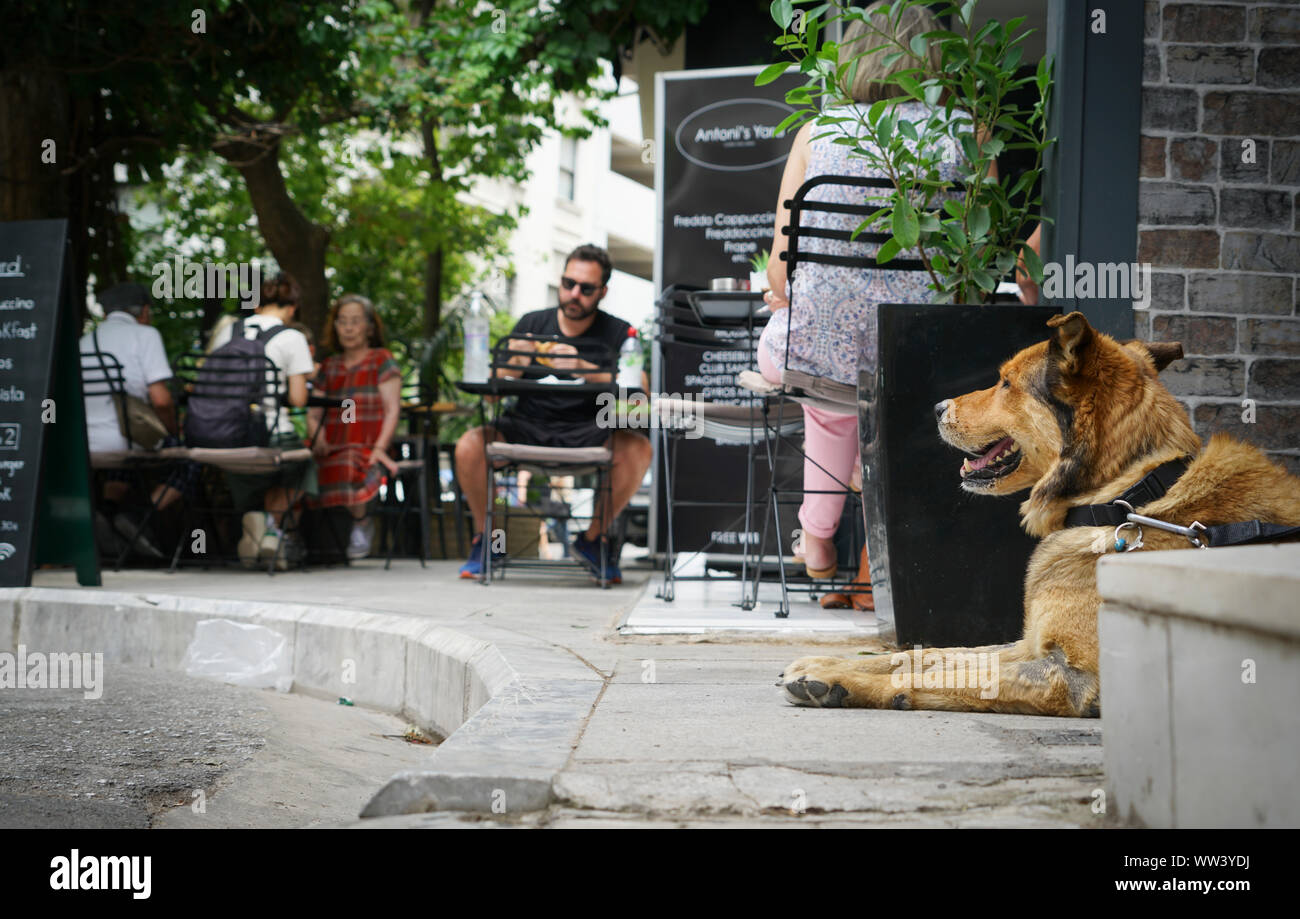 ATHENS GREECE - JULY15 2019; Dog waits for owner to finish coffeei n ...