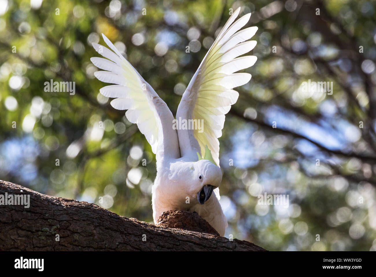 Sulphur-crested Cockatoo with wings open Stock Photo - Alamy