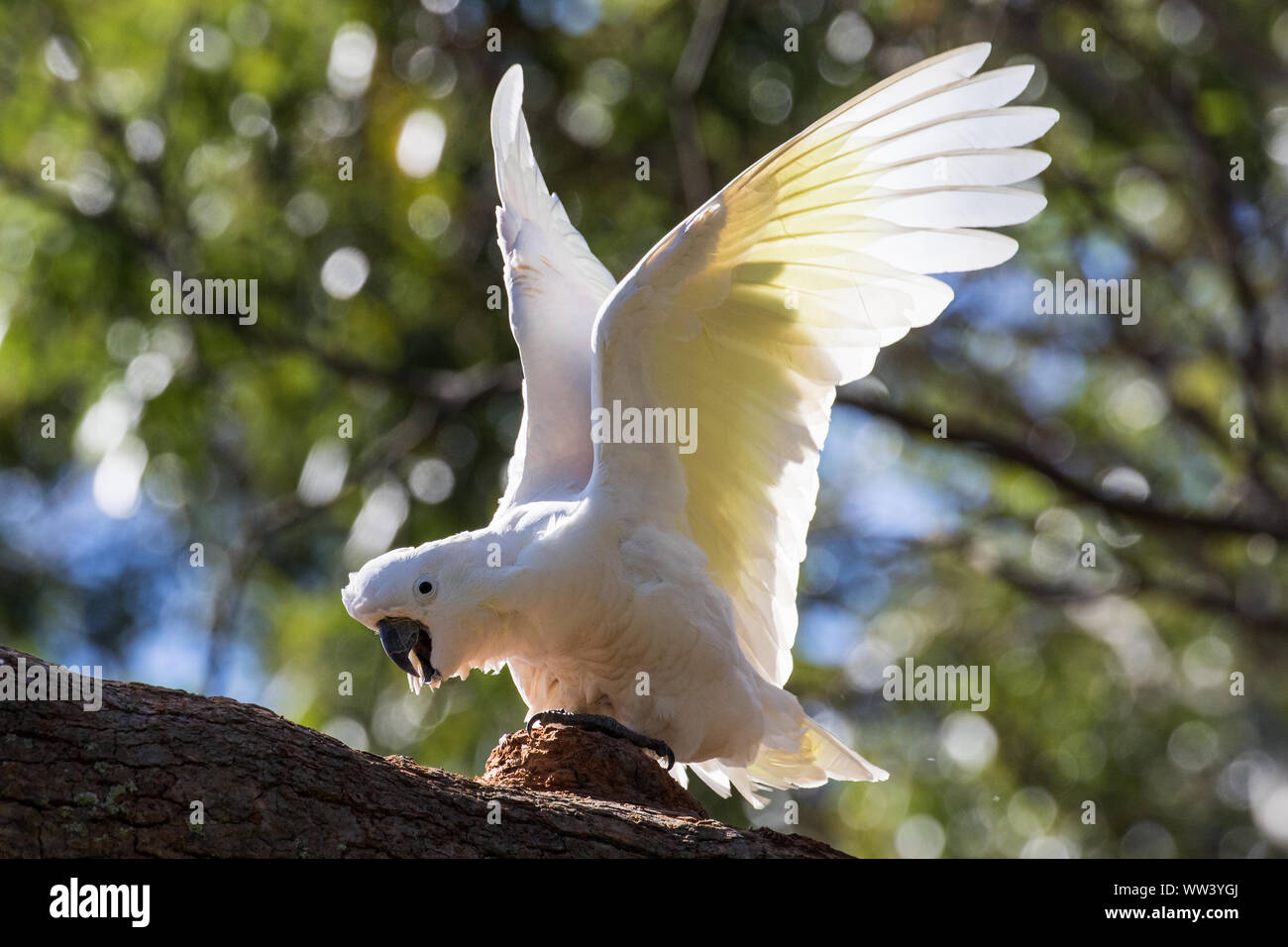 Sulphur-crested Cockatoo with wings open Stock Photo - Alamy