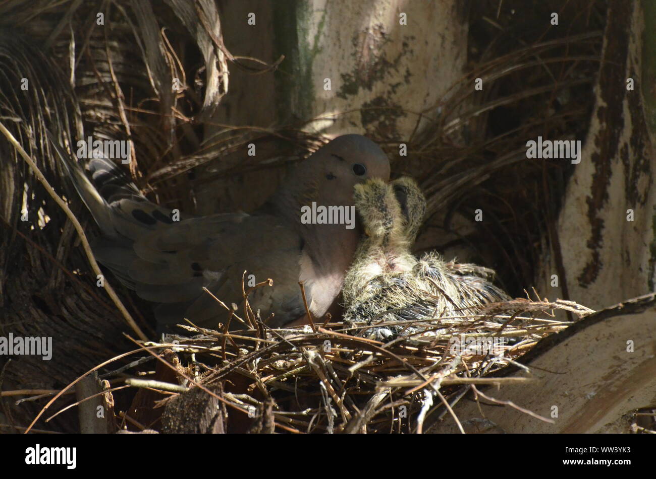 Bird nurturing and feeding baby birds Stock Photo - Alamy