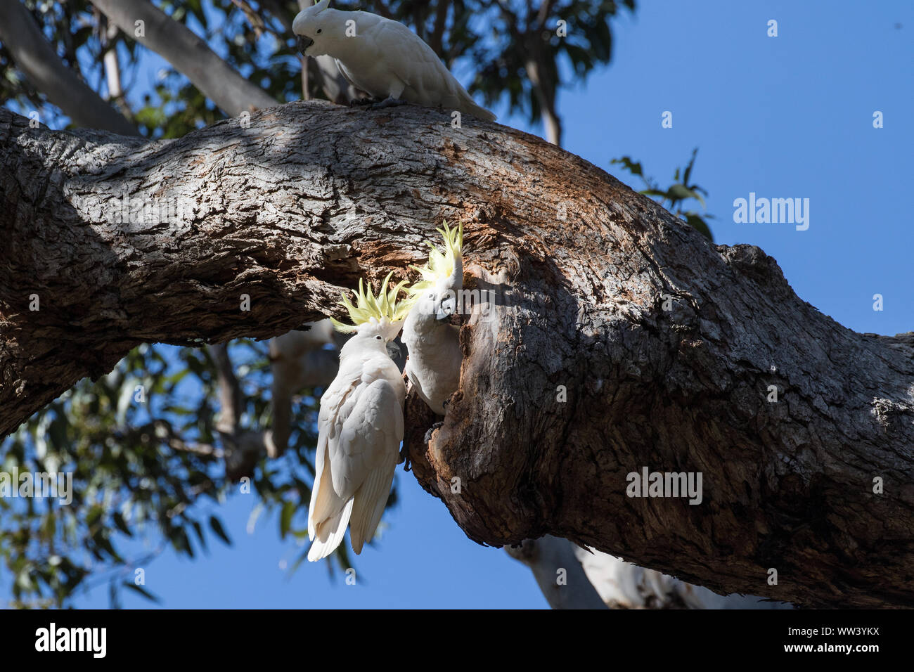 Sulphur-crested Cockatoo pair at nest Stock Photo - Alamy