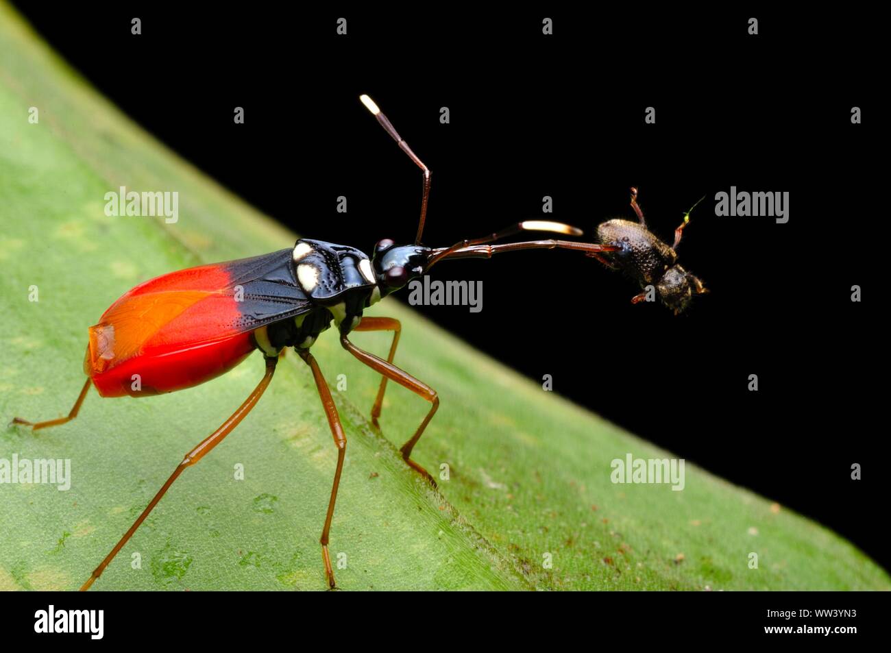 Red assassin the bug in the leave with the prey hanging at the end of ...