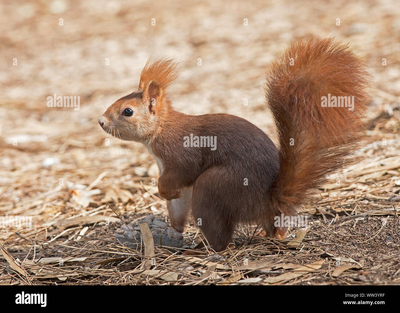 Rodent spain spanish wildlife hi-res stock photography and images - Alamy