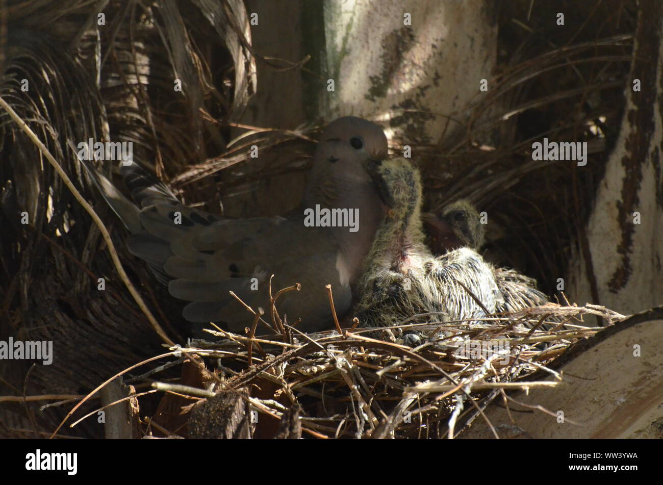 Bird nurturing and feeding baby birds Stock Photo - Alamy