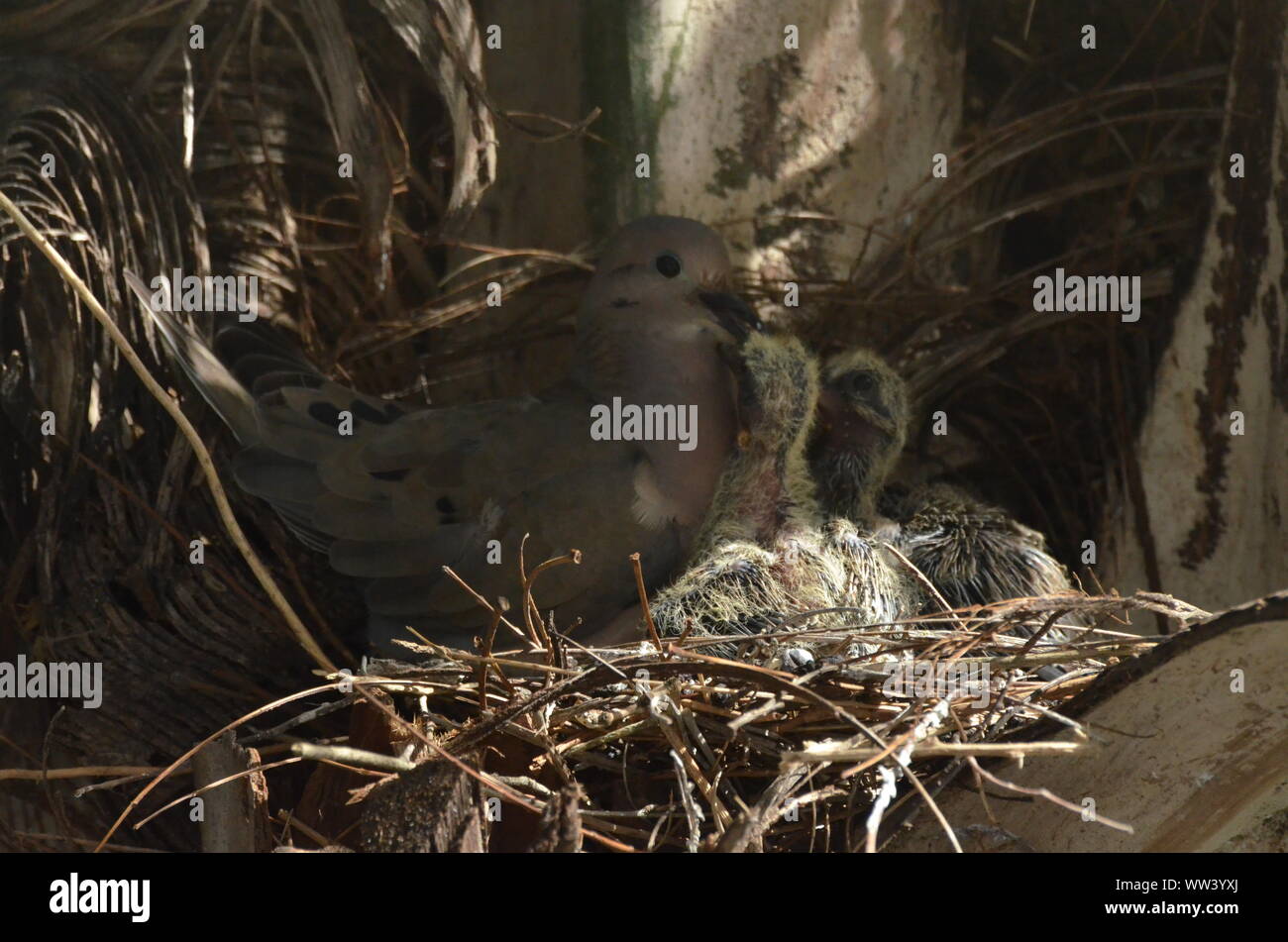 Hungry baby birds hi-res stock photography and images - Alamy