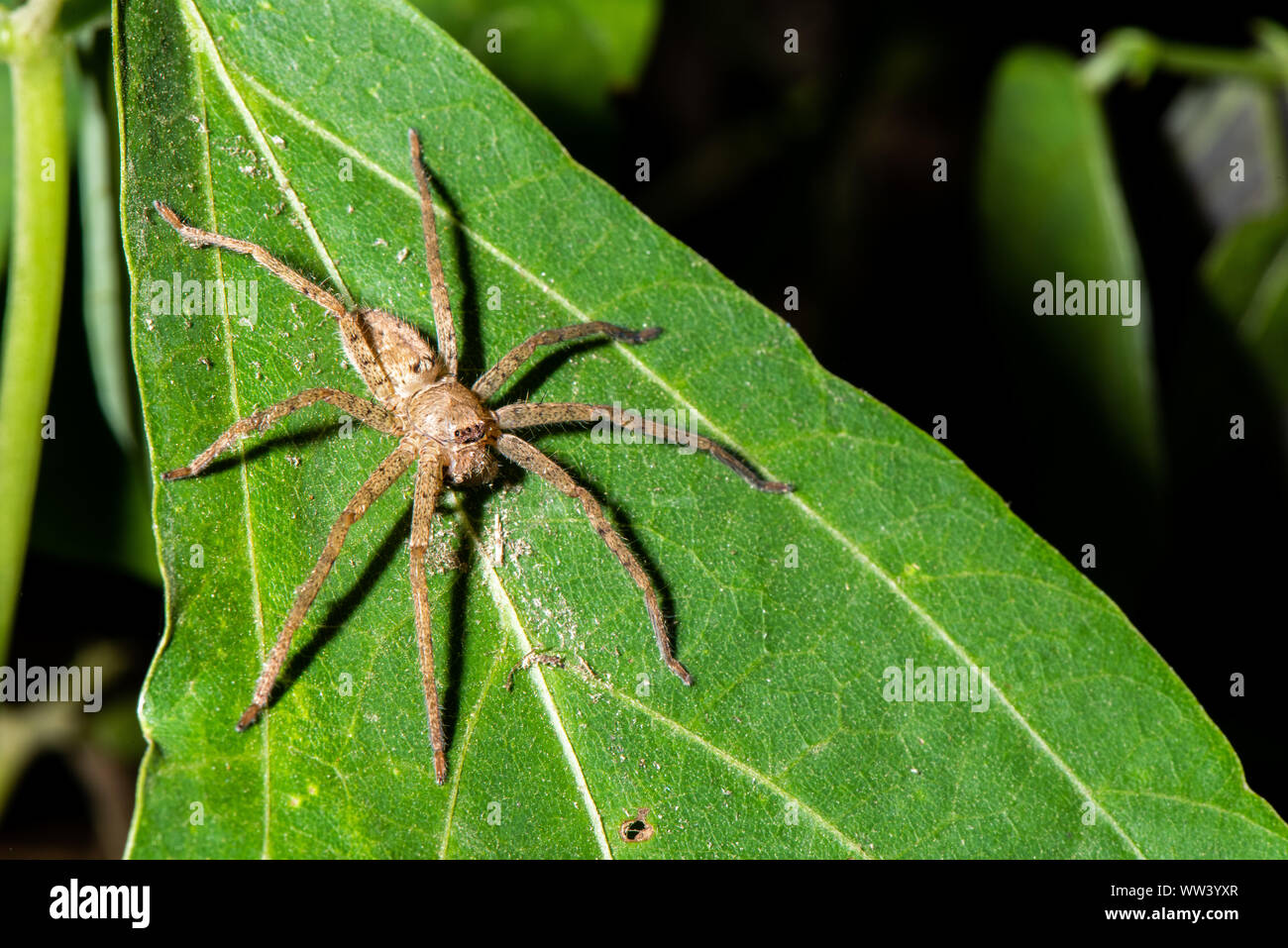 Beautiful A brown wolf spider sitting on leaf in natural forest in ...