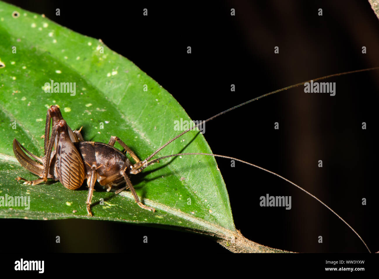 Cricketsof borneo - Gryllacrididae are a family of non-jumping insects ...