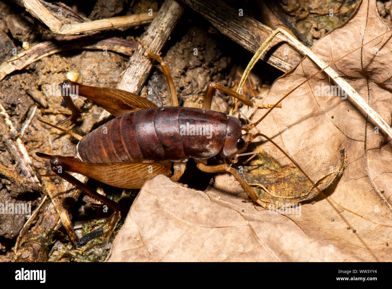 Cricketsof borneo - Gryllacrididae are a family of non-jumping insects ...