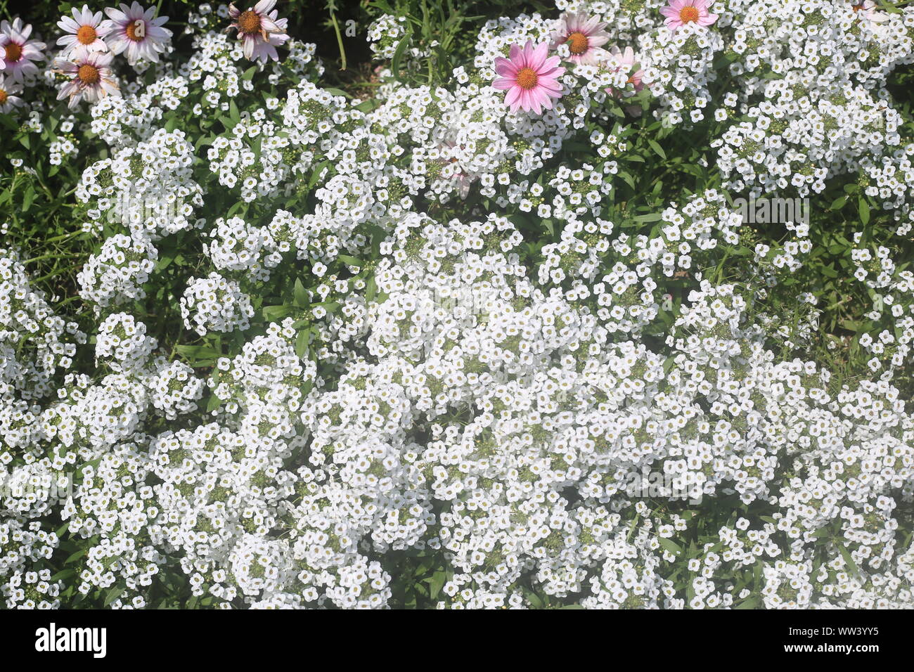 High resolution photos of japan hi-res stock photography and images - Alamy