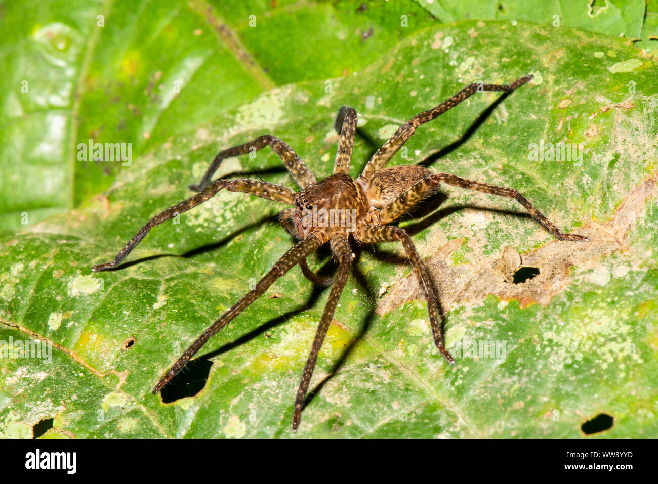 Beautiful A brown wolf spider sitting on leaf in natural forest in ...