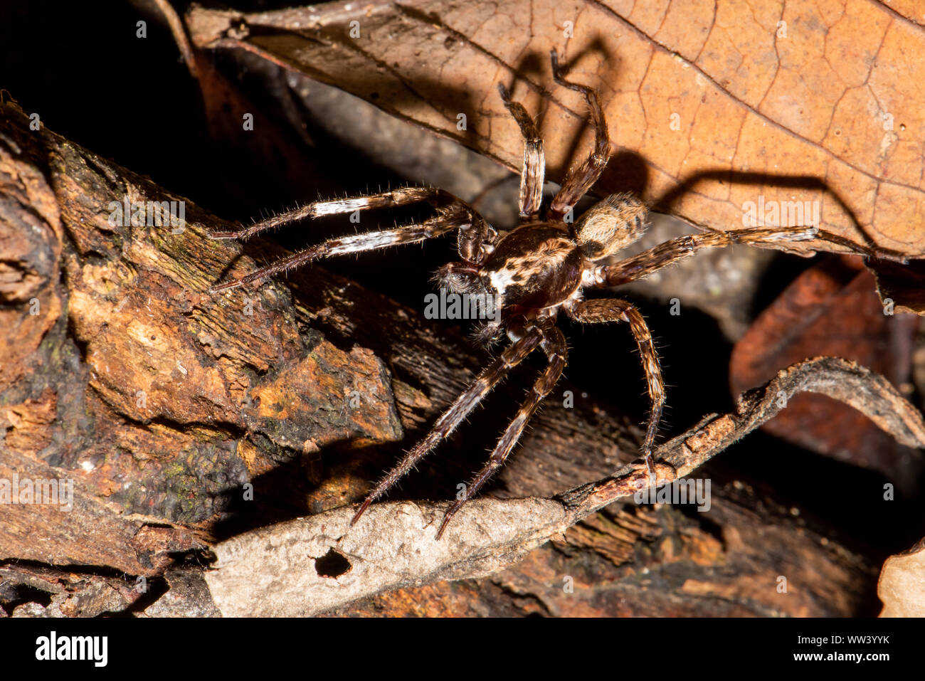 Beautiful A brown wolf spider sitting on leaf in natural forest in ...