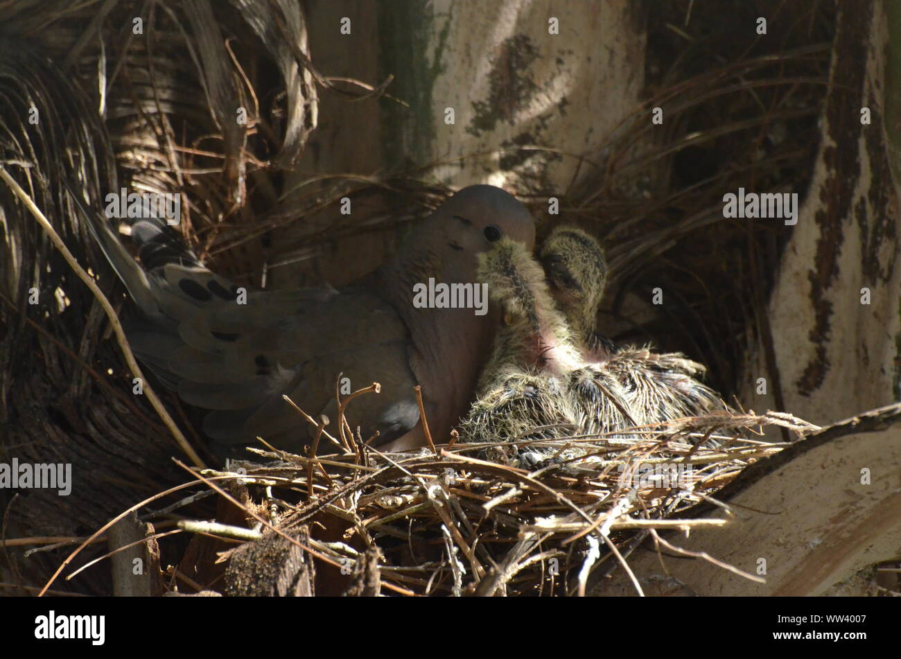 Feeding baby birds hi-res stock photography and images - Alamy