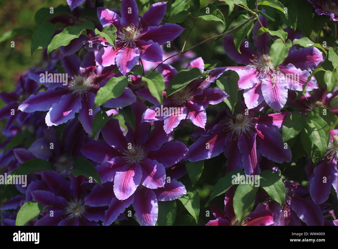 Best view in japan hi-res stock photography and images - Alamy