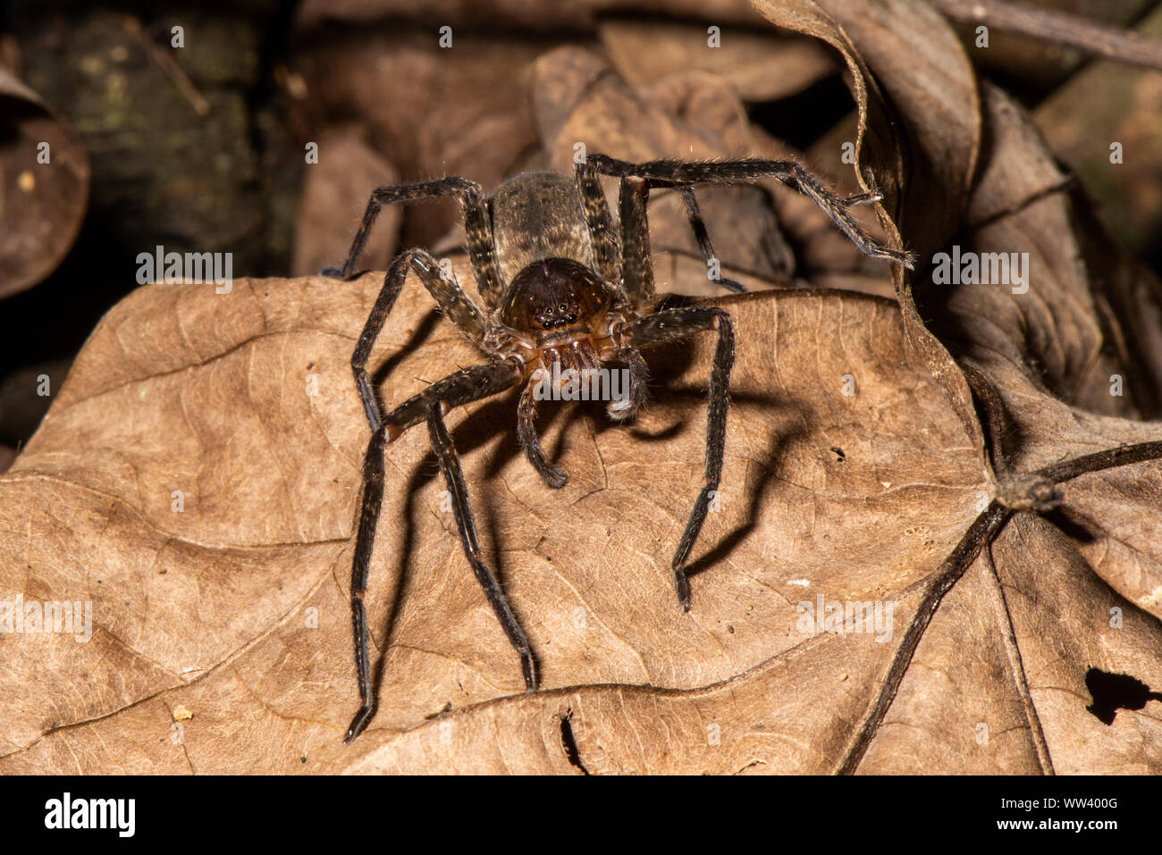 Beautiful A brown wolf spider sitting on leaf in natural forest in ...