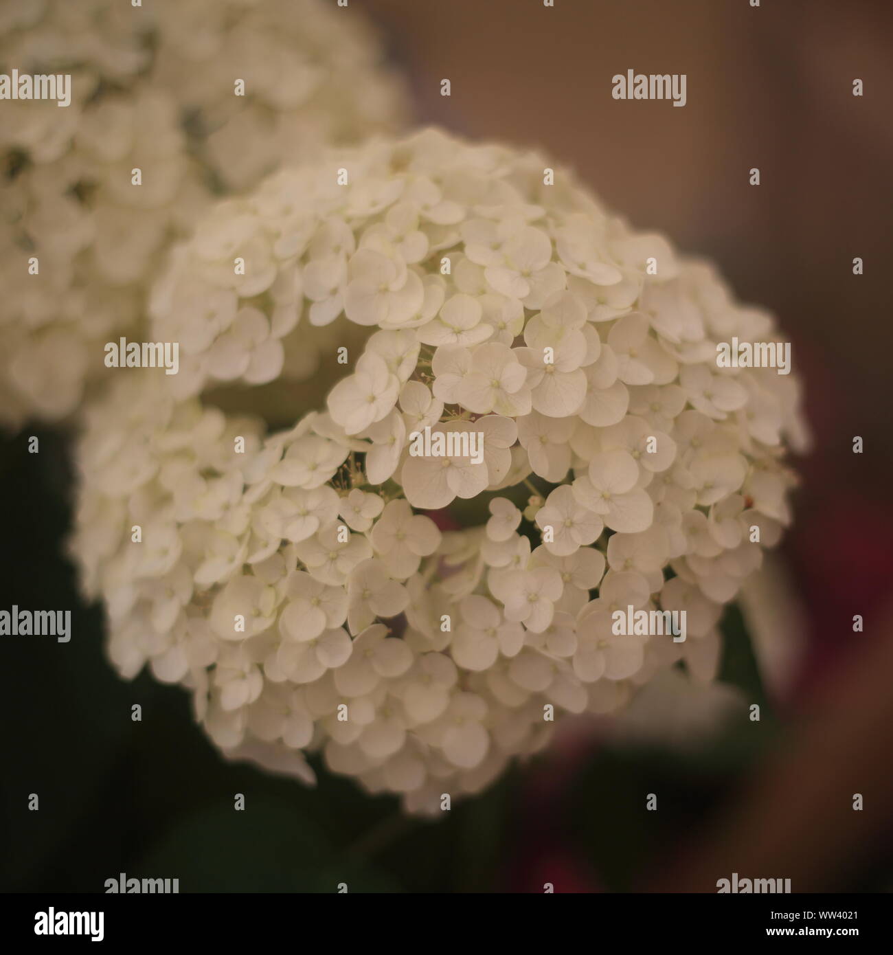 High resolution photos of japan hi-res stock photography and images - Alamy