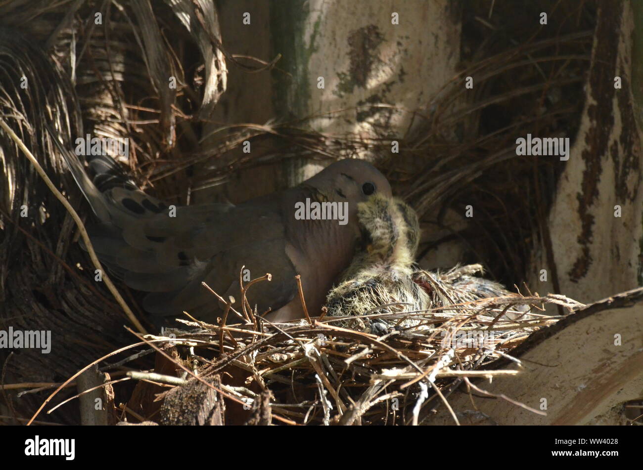 Bird nurturing and feeding baby birds Stock Photo - Alamy