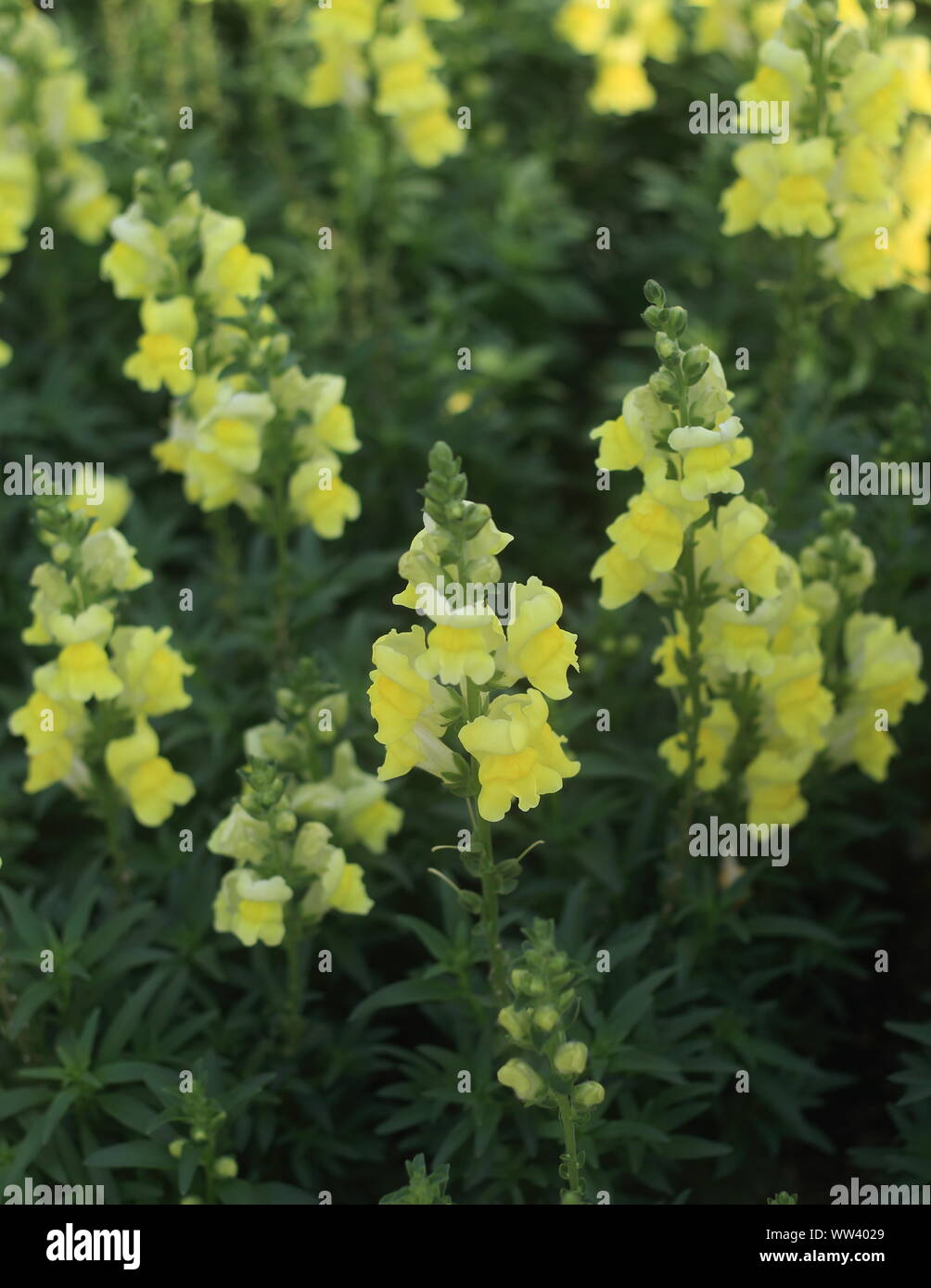 High resolution photos of japan hi-res stock photography and images - Alamy